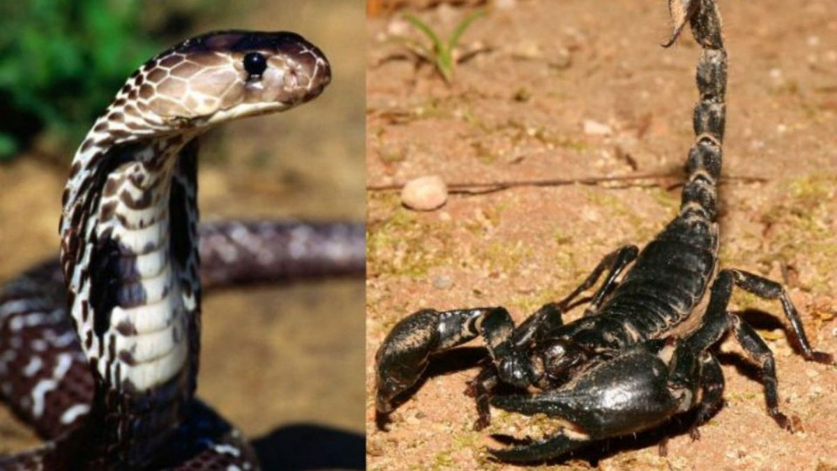 Serpents and Scorpions – Christian Publishing House Blog