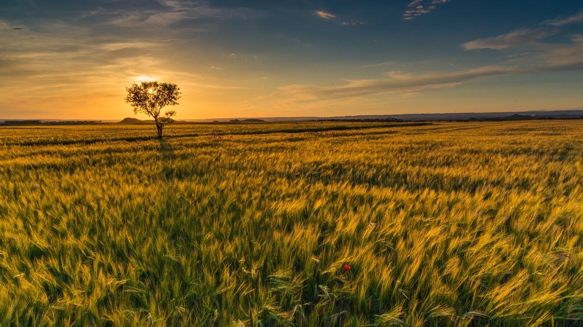 How Does Divine Essentialism Affirm the Unchangeable Nature of God and ...